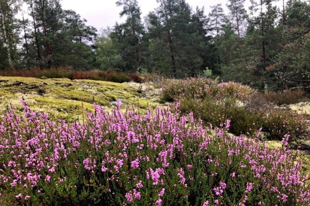 Grund- och dagvattenutredning Ingarö Brunn » wrs.se
